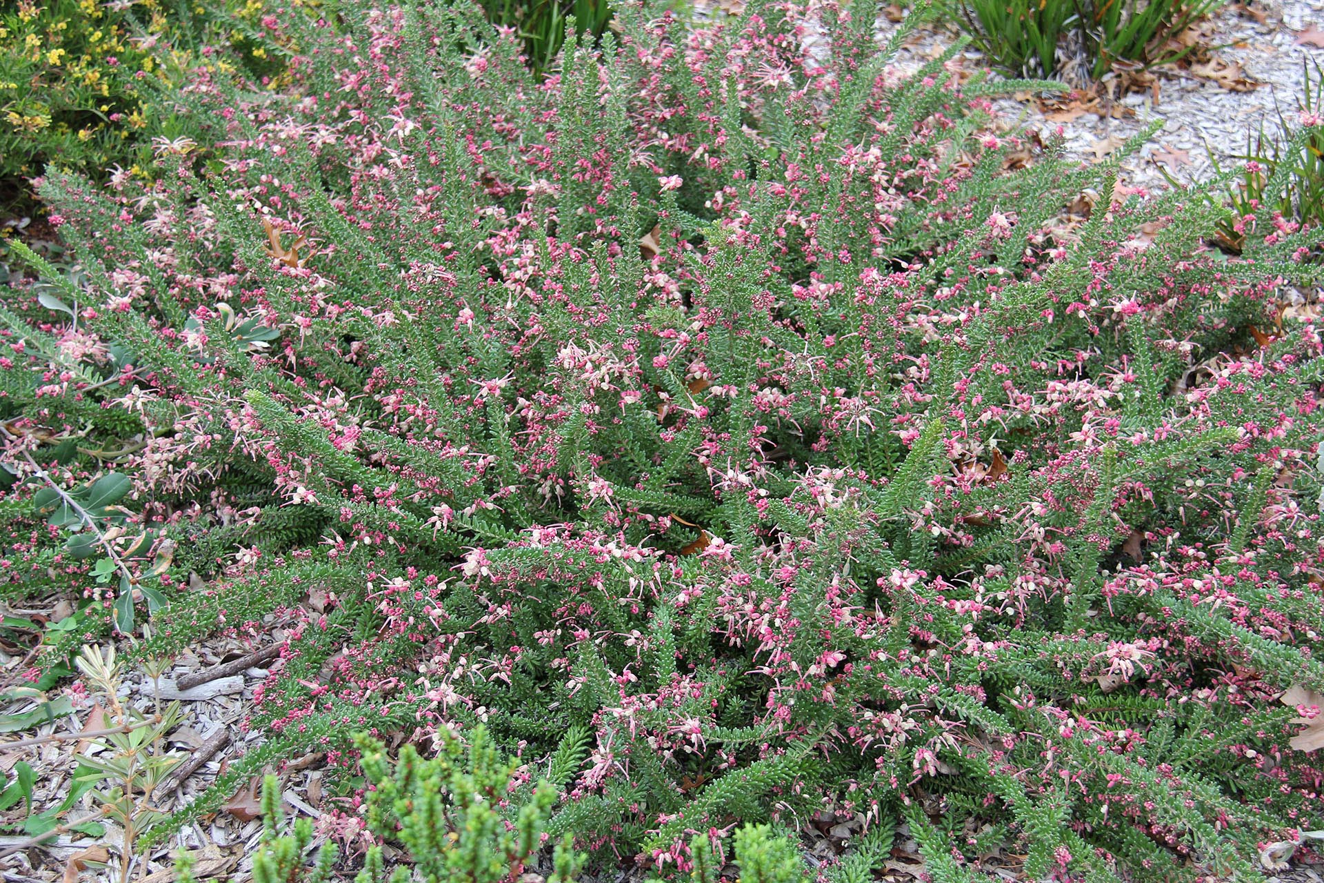 Grevillea lanigera 'Mt Tamboritha'